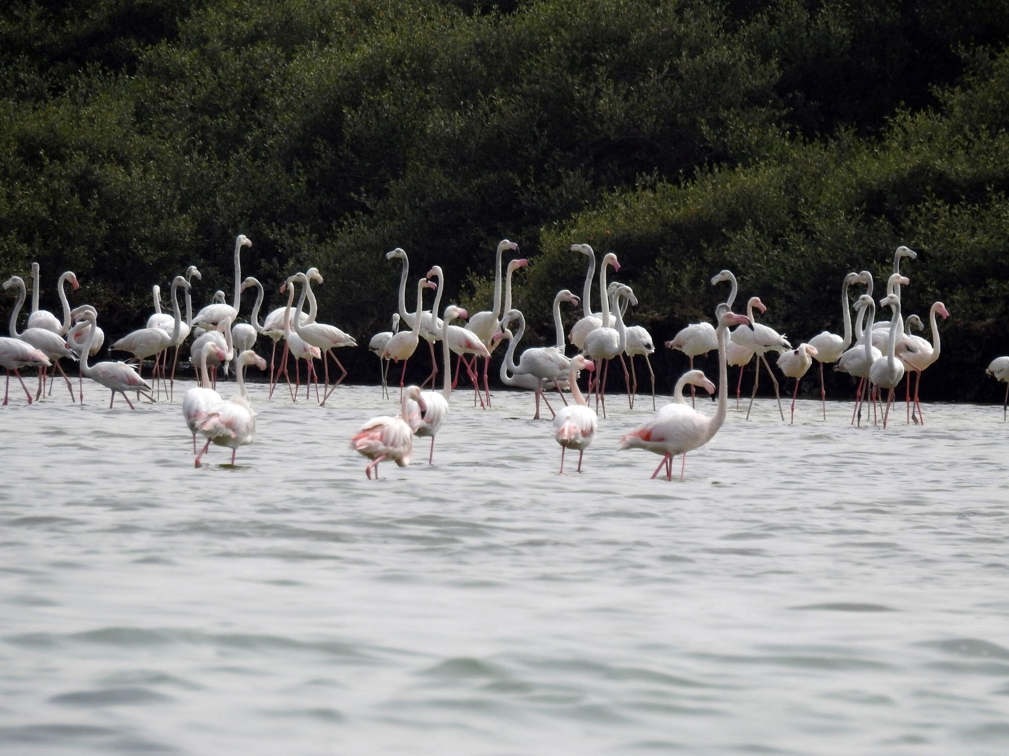 Organisation of a Field Visit to Ras Sanad Wetlands in Tubli Bay - Arab ...