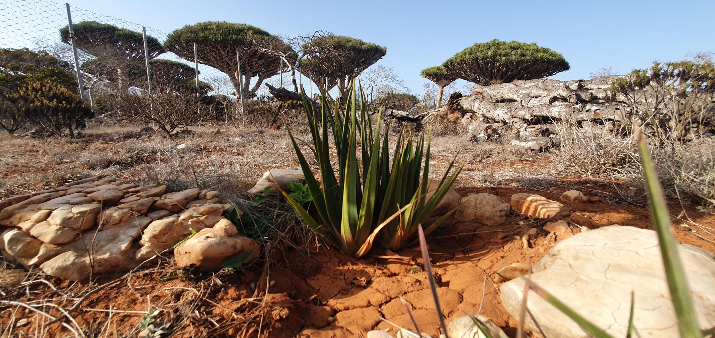 Mitigation of Hurricane Impacts of Endemic and Threatened Plants of ...